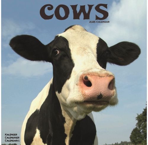 Cows Calendar 2025 Square Farm Animal Wall Calendar - 16 Month | Pegasas